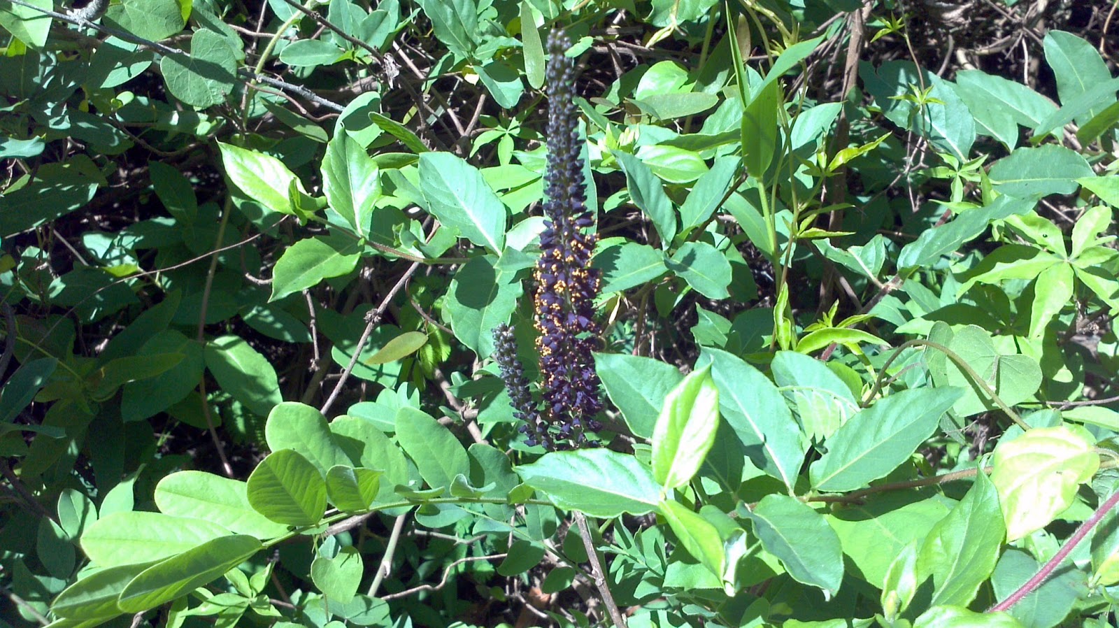 Naturaleza entrerriana: Amorpha fruticosa
