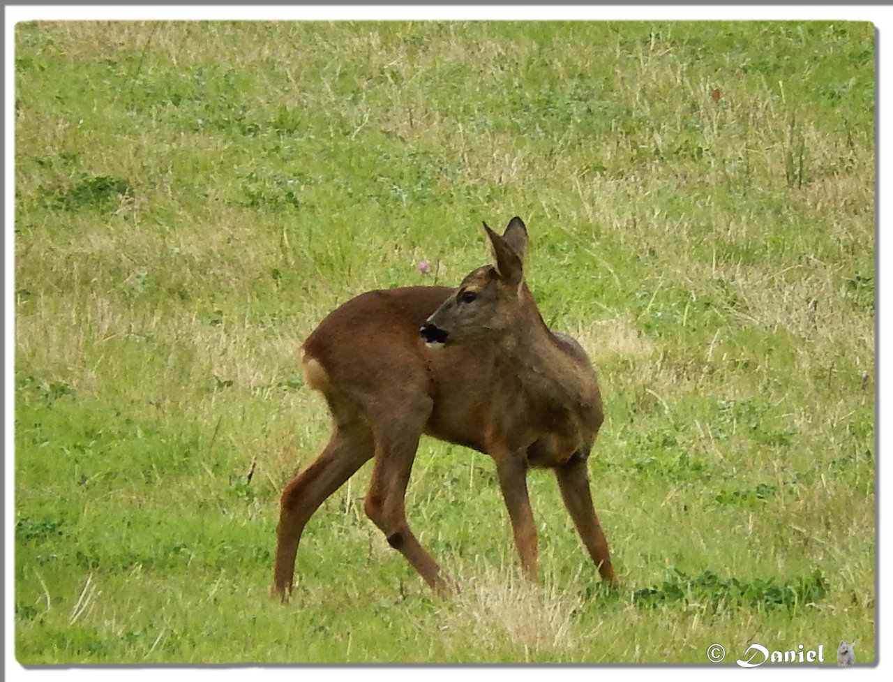 Photos Daniel: Chevreuil