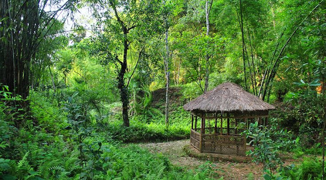 Bhawal National Park - Travel For BD