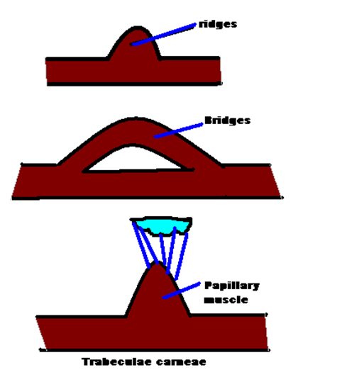 Types Of Trabeculae Carneae