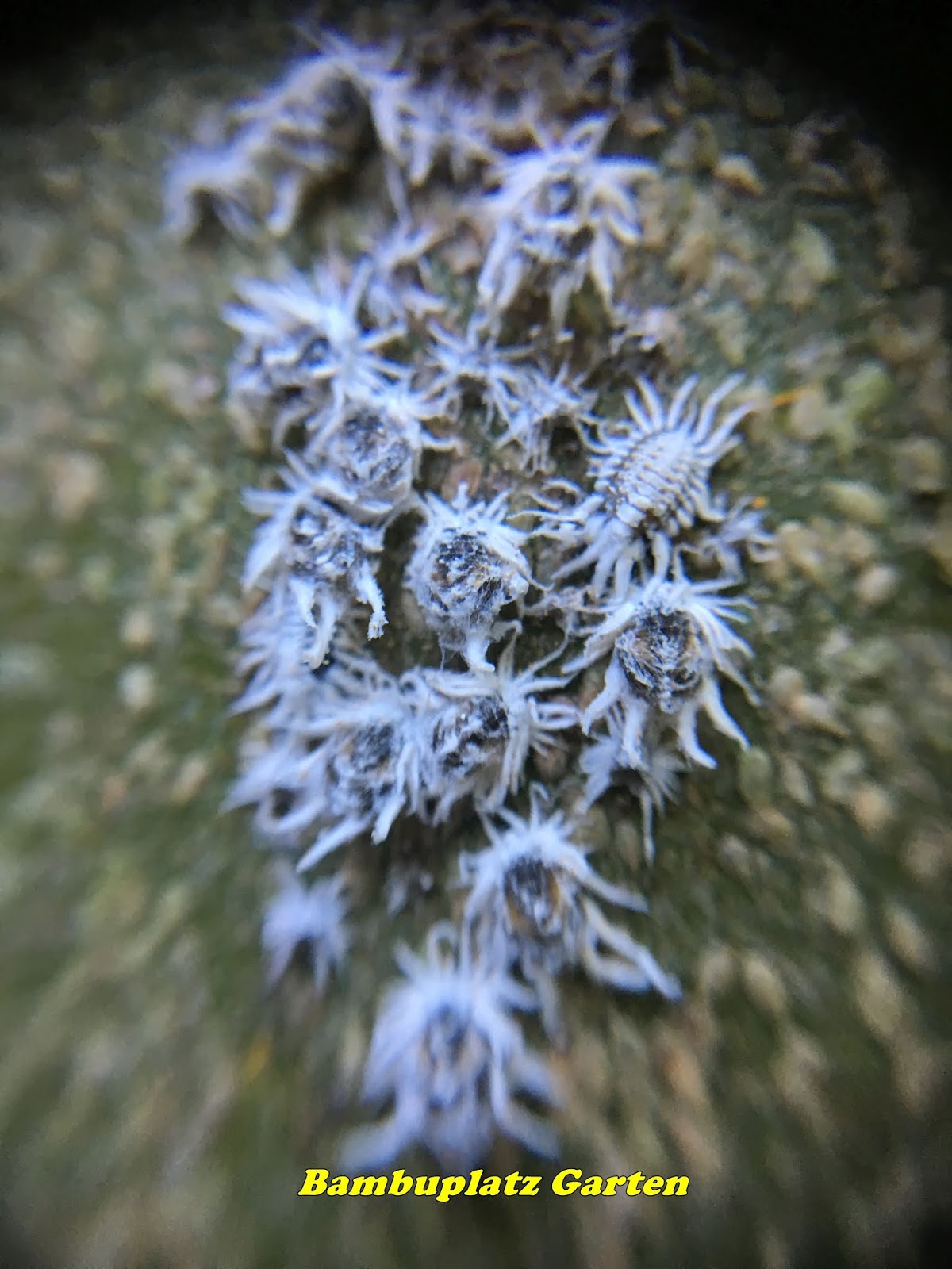 Agrobambu/Bambuplatz Garten: INSETOS DO BAMBU - BAMBOO INSECTS