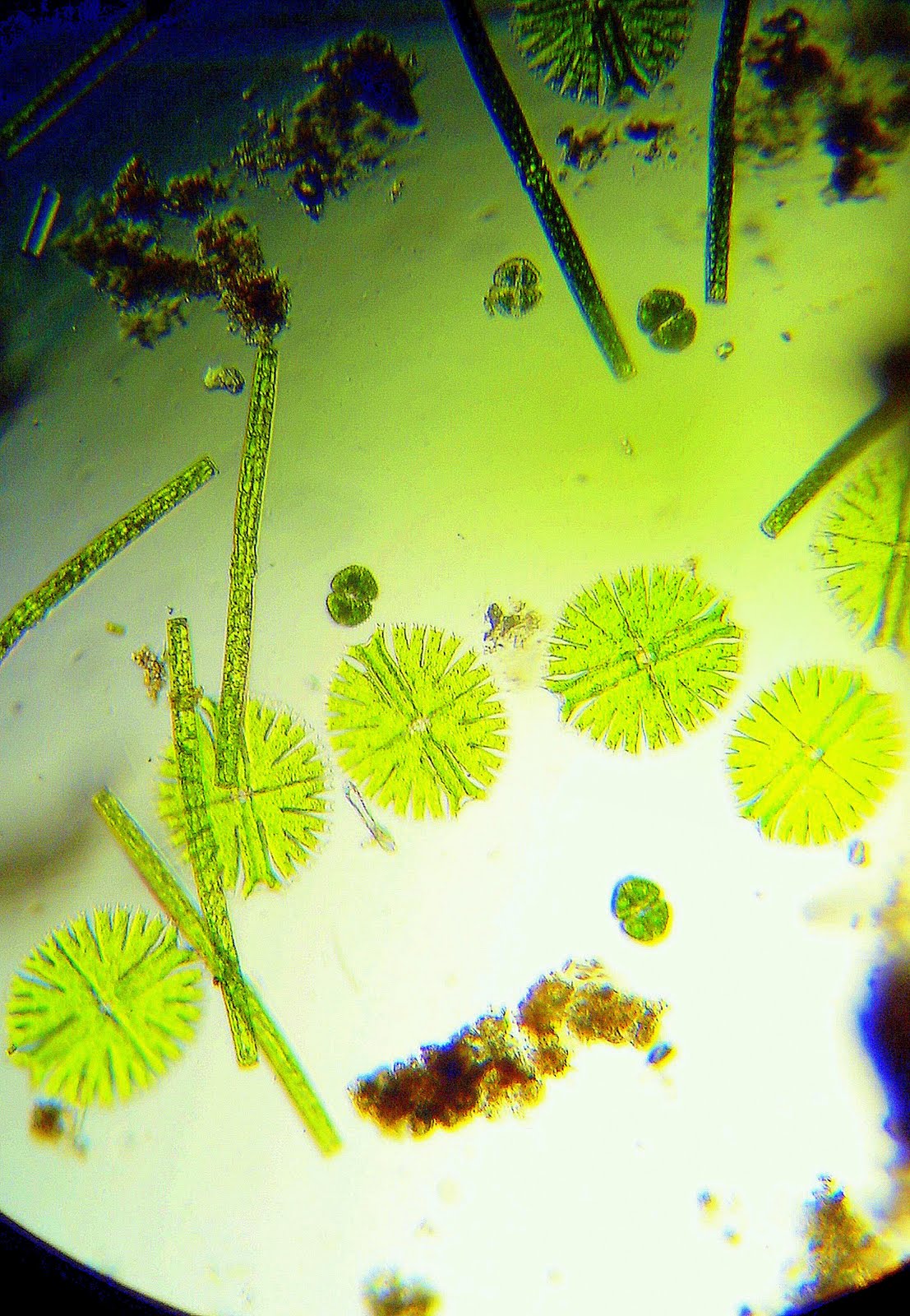 Cultivo de Microalgas em Fotobiorreatores: TV Pendrive... E nossas ...