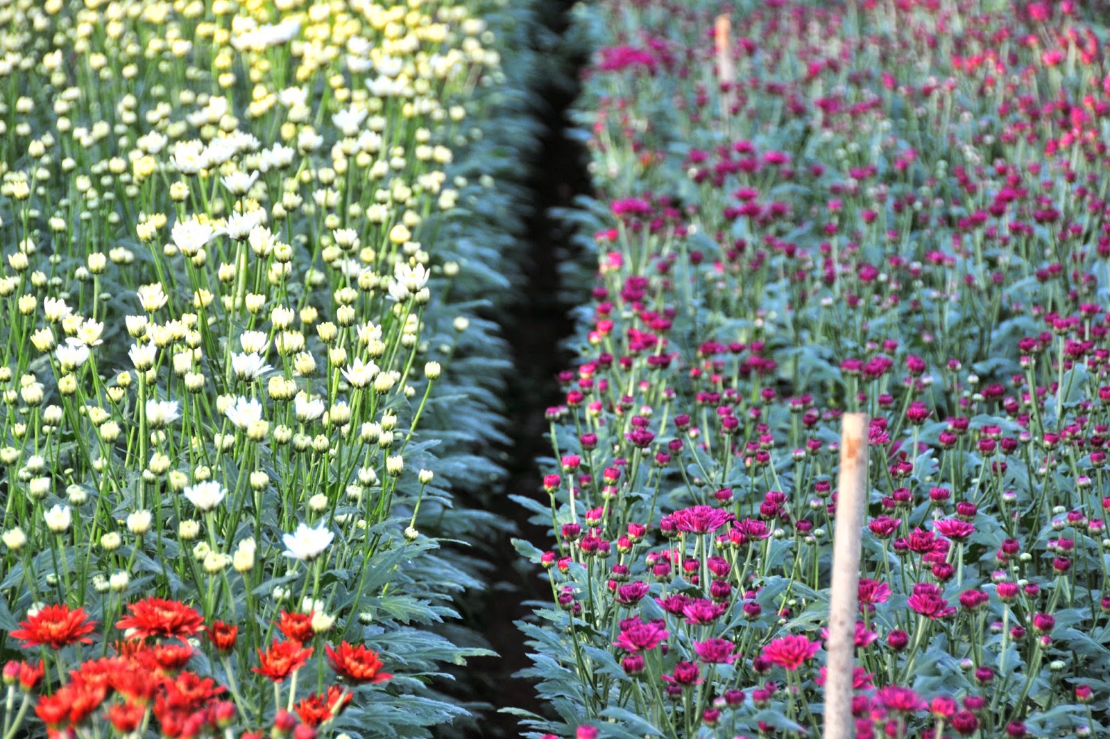 New American Grown Pompons from Sun Valley - Cultivation Of Crops