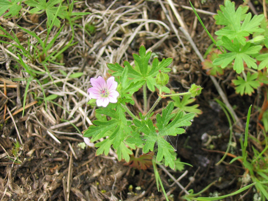 Earth and Space News: North American Storksbill Gardens for Wild ...