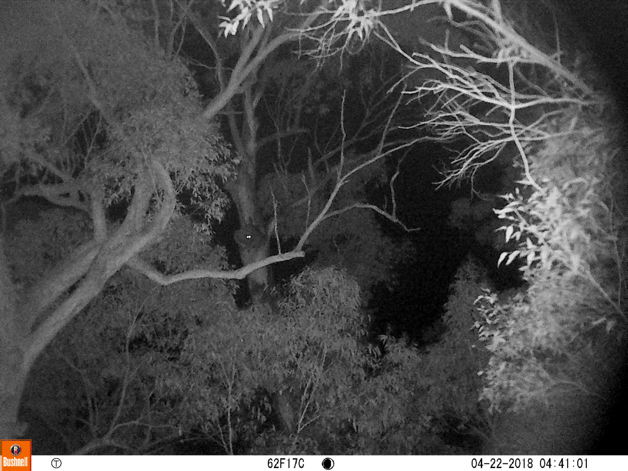 Powerful Owls, Observations by Paulus.: Monitoring and Locating ...