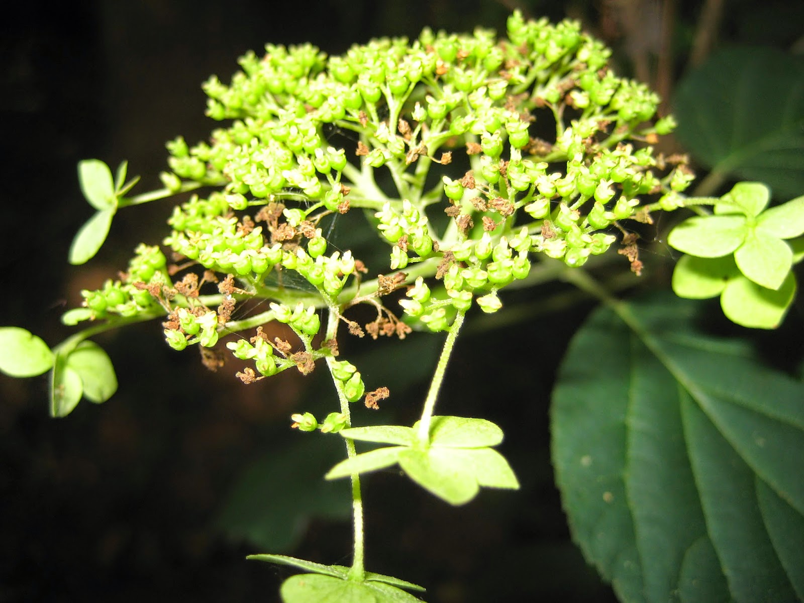 Discovering His Creation: Wild Hydrangea - Sevenbark (Hydrangea ...