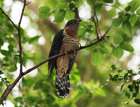 Birds of Bangladesh: 'Kokil (The Cuckoo)"
