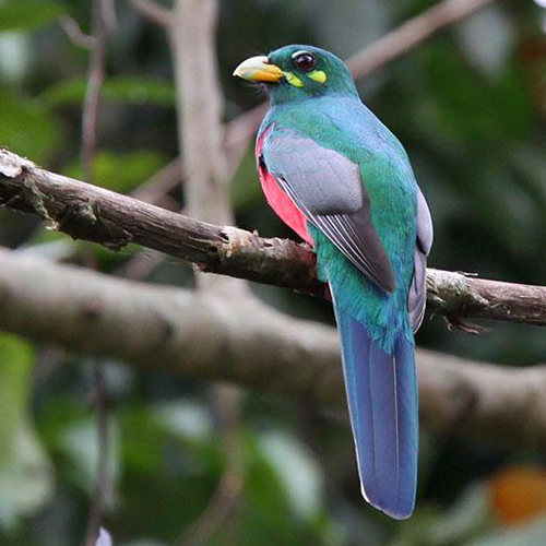Los trogones. La selva esmeralda.