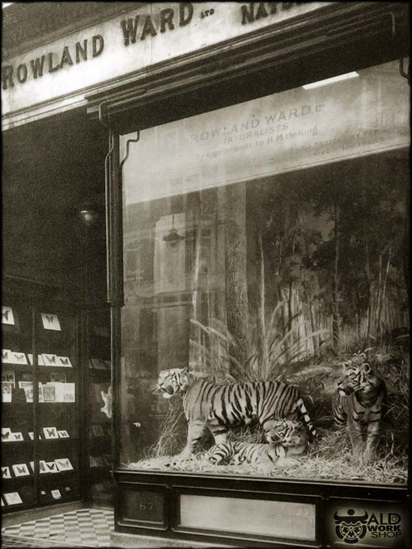 Rowland Ward Taxidermist - Museum Menagerie: Rowland Ward