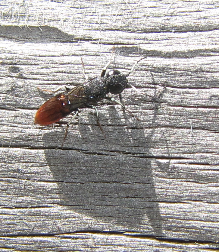 Bug Eric: Wasp Wednesday: Orussid Wasps