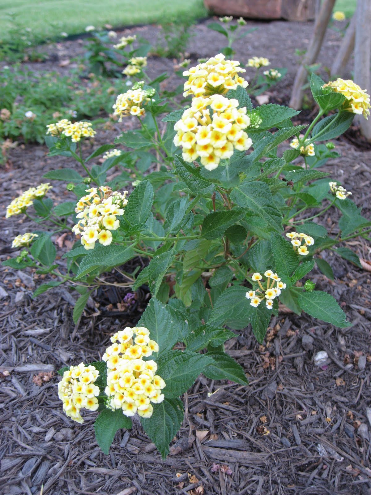 Green House, Good Life: Flora Focus: Lantana