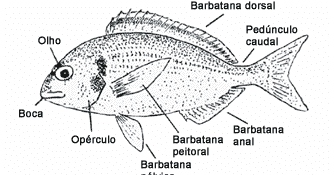 BIOLOGIA PARA A VIDA : COMPARAÇÃO ENTRE PEIXES CONDRÍCTES E OSTEÍCTES