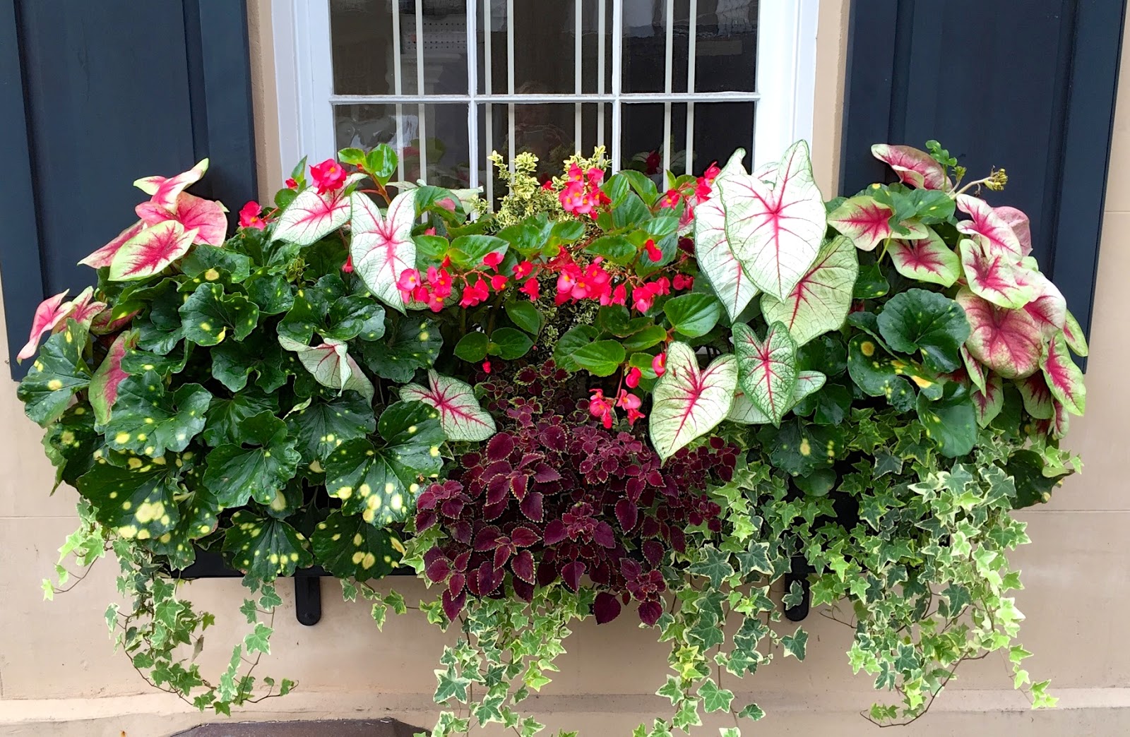 JLL DESIGN Window Box Ideas More Garden Inspirations jll-design-window-box-ideas-more-garden-inspirations