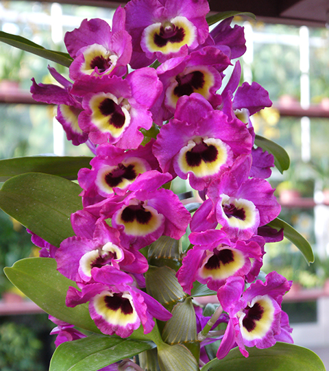 The Orchid Column: Dramatis personae: the orchids