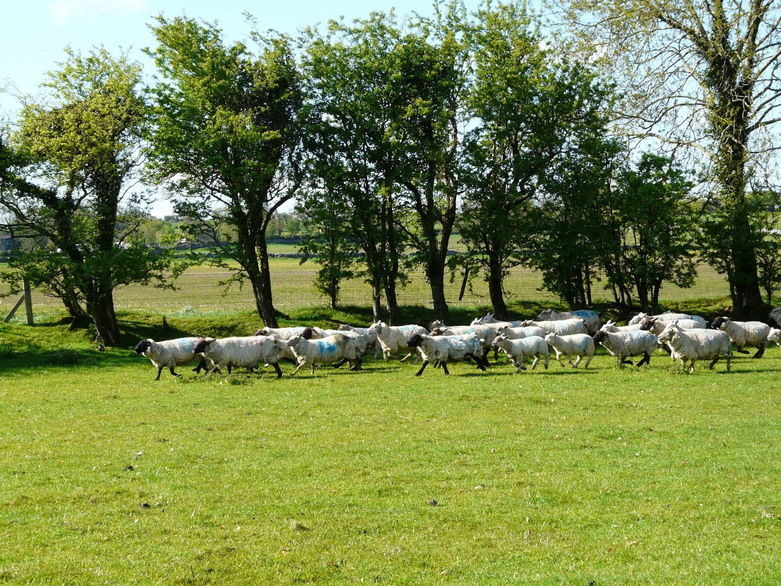 The Sheep's Age And Their Teeth