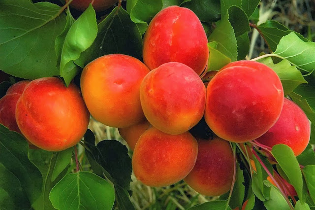 Principales tipos de frutos - Biología