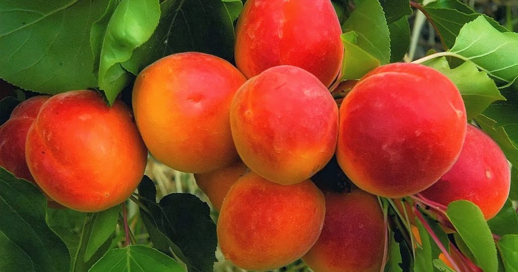 Principales tipos de frutos - Biología