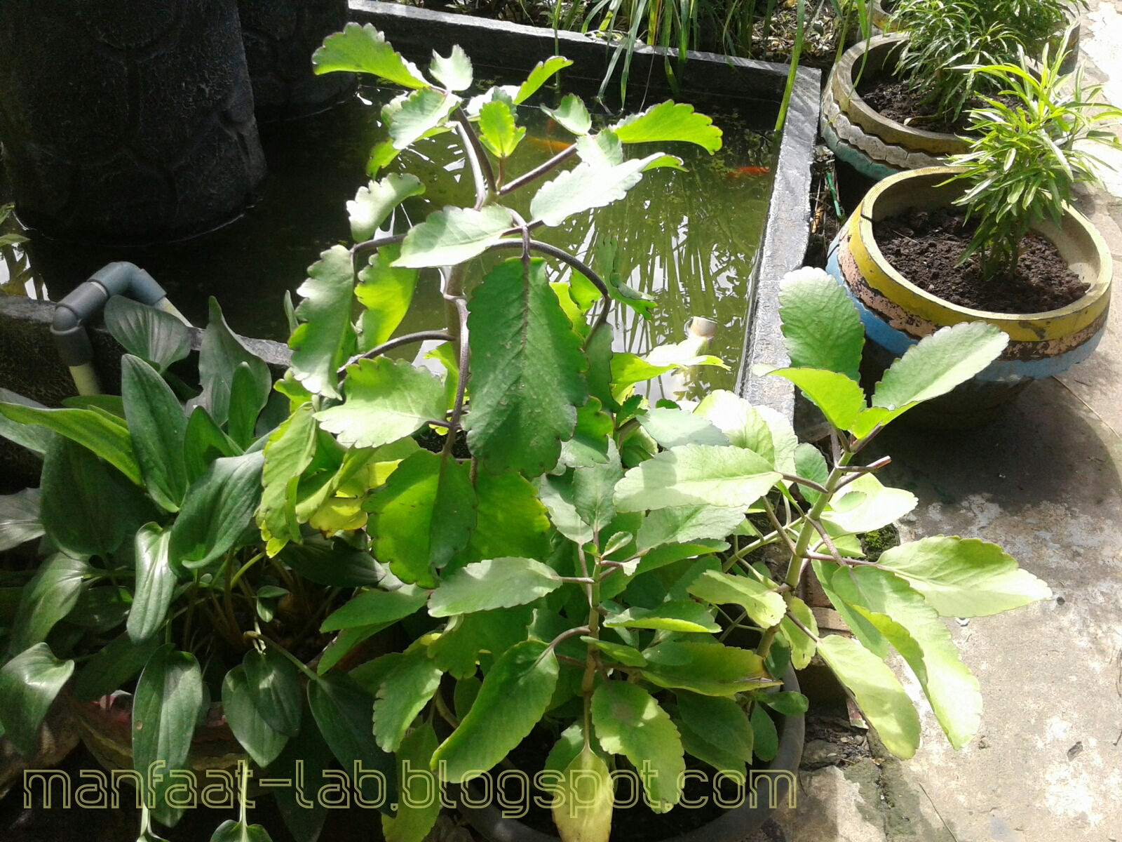 Foto Bunga cocor bebek - Manfaat-Lab