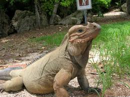 Farol Cristão: Dinossauros e a Bíblia