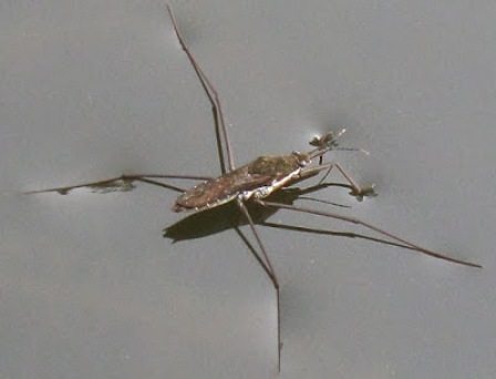 7 Binatang Ini Bisa Berjalan Di atas Air | Belajar Bahasa Inggris Online