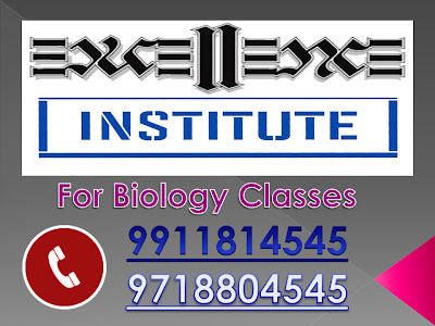 Excellence Institute