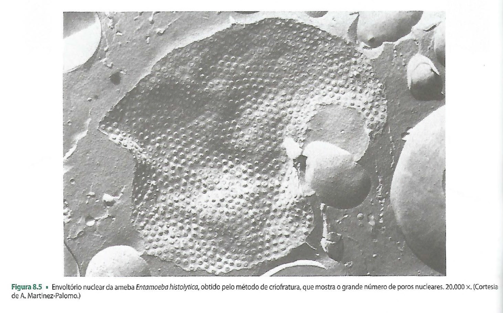 Envoltório nuclear da ameba Entamoeba histolytica