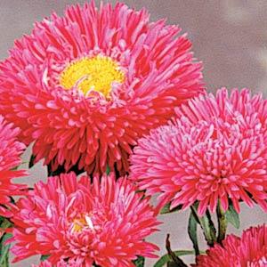 QWERENTZ in the GARDEN: .:: BUNGA KELAHIRAN BULAN SEPTEMBER::.