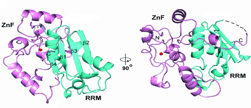 Cwc2 Structure Decoded: RNA binding Domains