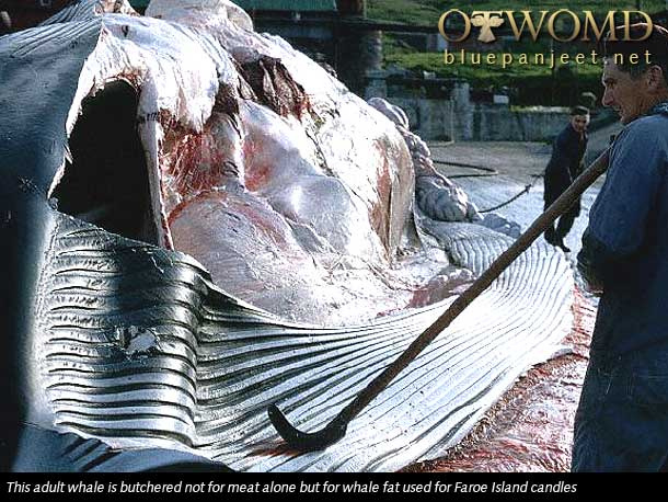 Corner only for Geography: Whales & Dolphins slaughter in Denmark ...