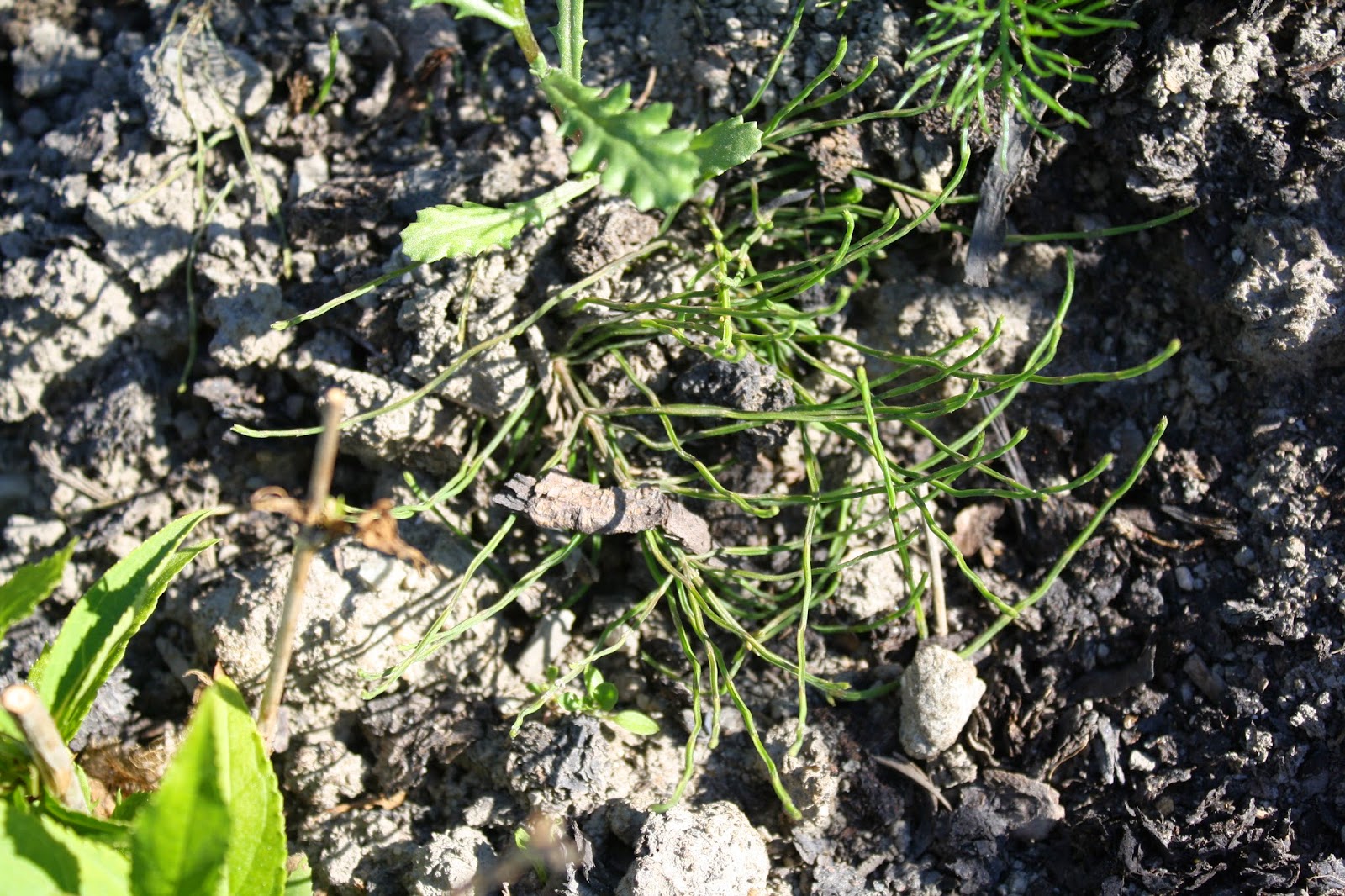 Planter i bestemors hage: Ugress