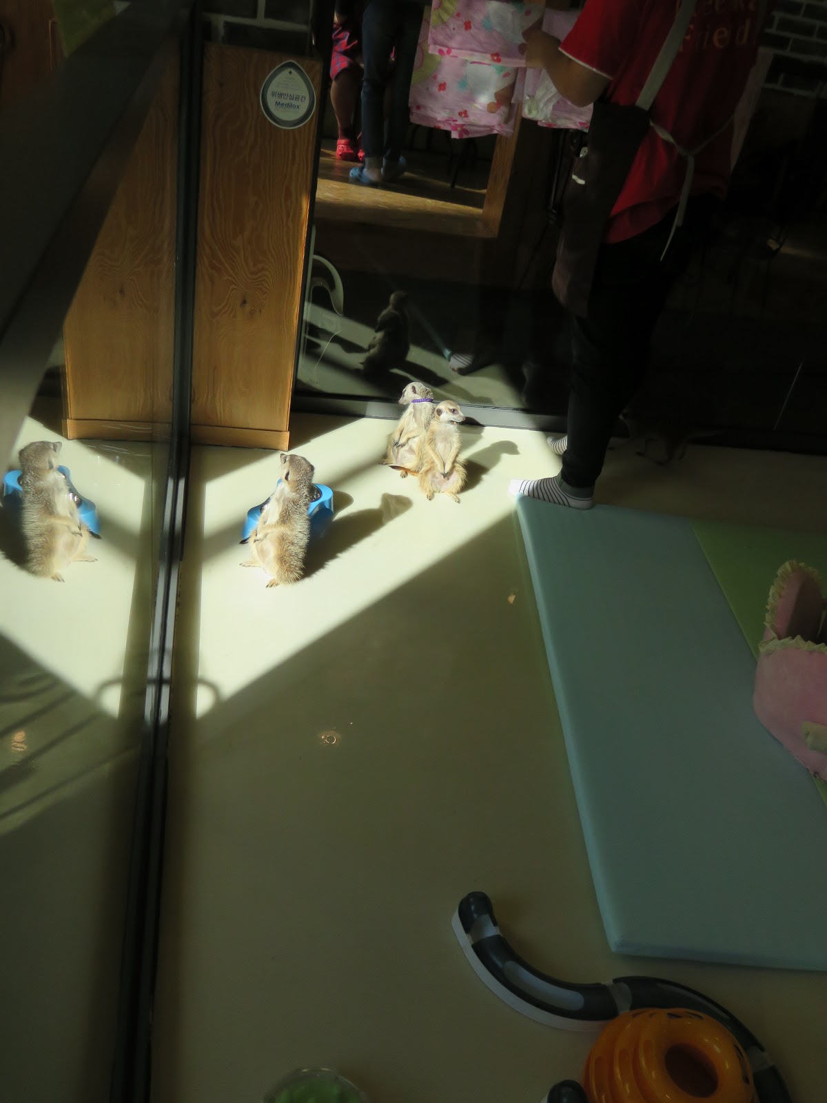 Day 1: Meerkat Cafe in Hongdae - Seoul, South Korea - chichicho~