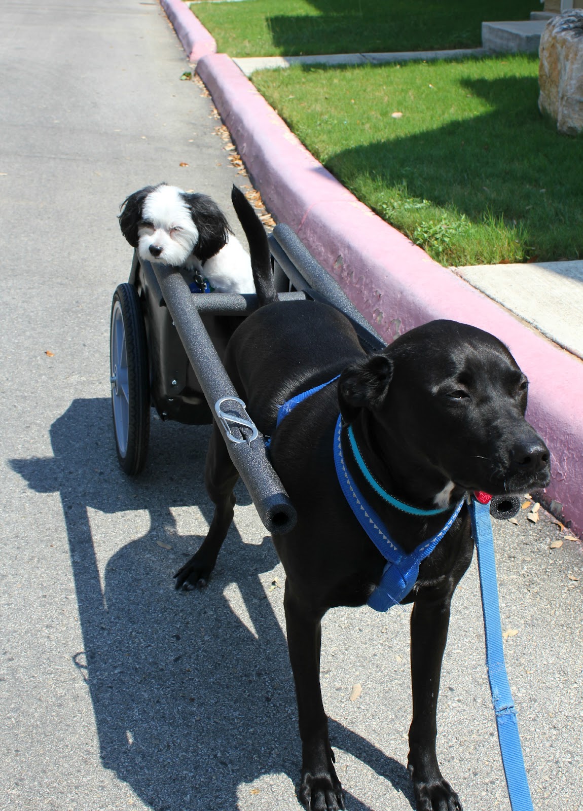 Sweet and Simple: Dog Cart 2.0