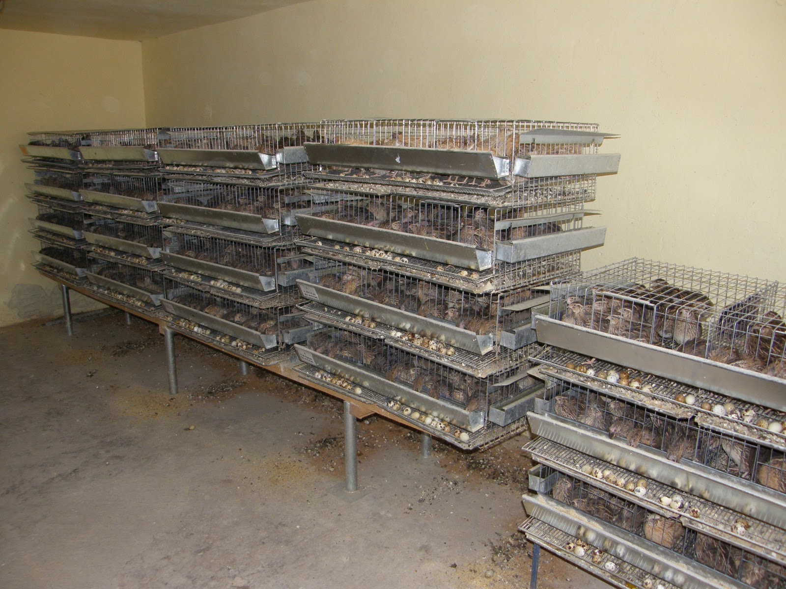 Ferma de prepelite Falticeni: Foto