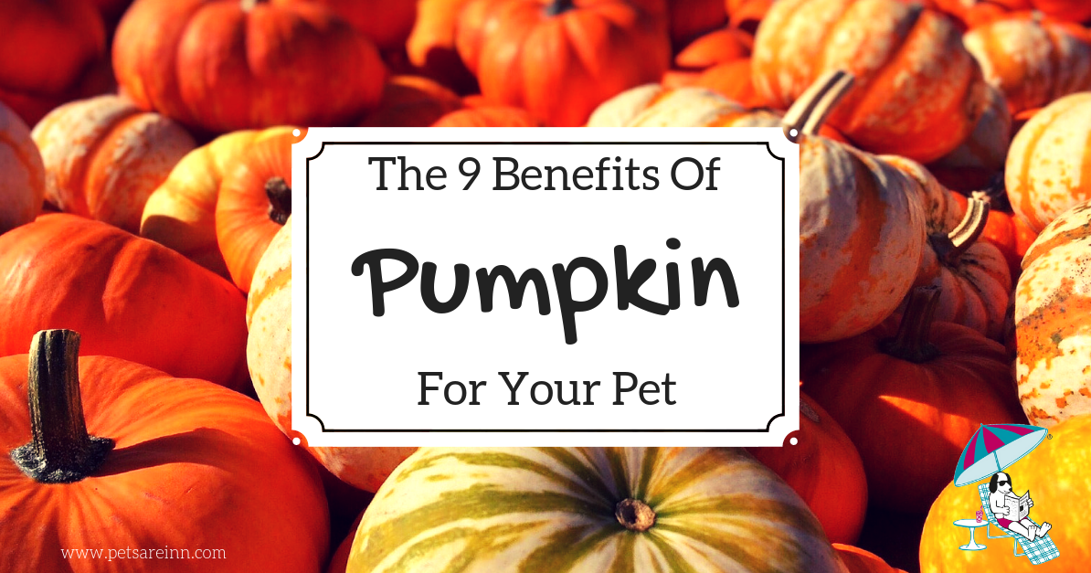 9 Benefits Of Pumpkin For Pets 9-benefits-of-pumpkin-for-pets