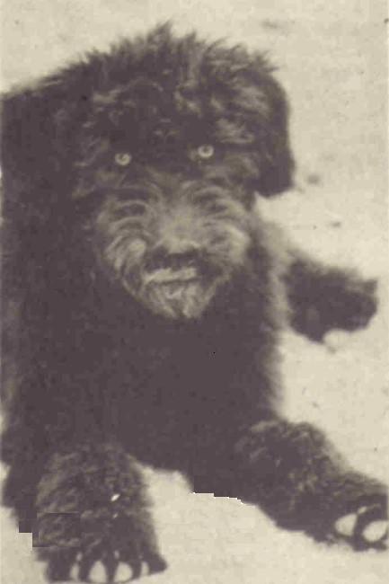 Molosos y Perros de Presa: El Dr. Zimen y los PUWOS