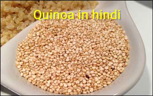 Quinoa in hindi - Hindimeearn.Com