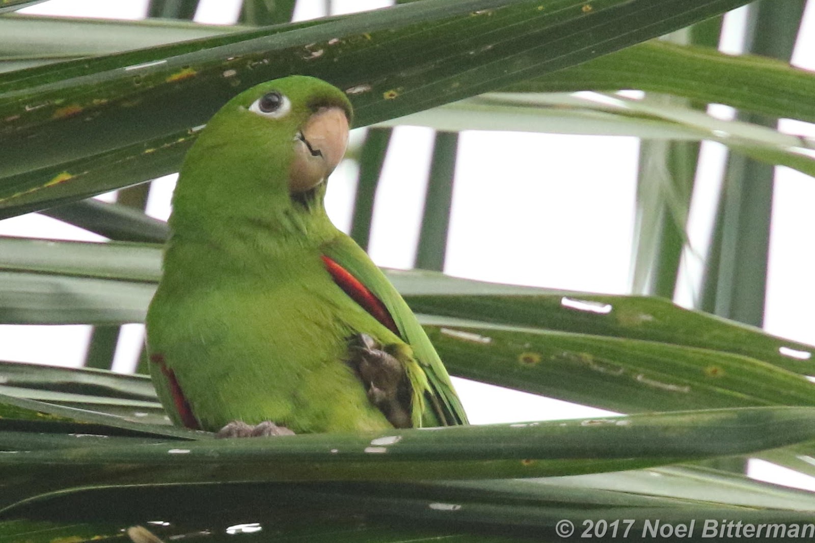 Eco Birding: Dominican Republic Birding Trip 2017