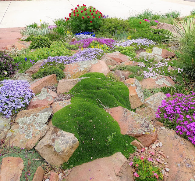 Prairiebreak: Why a rock garden? THIS is why!