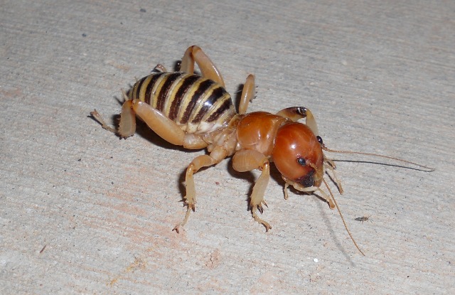 James Gunter's Studio: Escalante, Another Demo, and Alien Beings