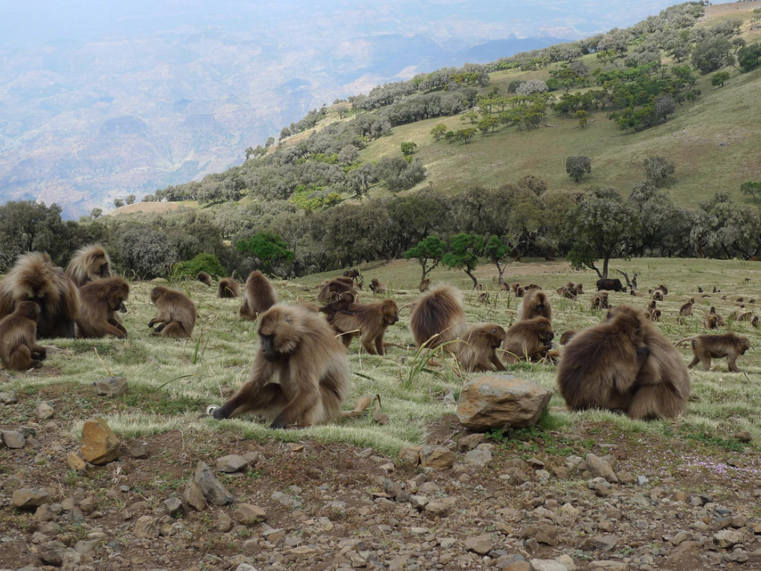 Let's Talk Primates: What do geladas and humans have in common ...