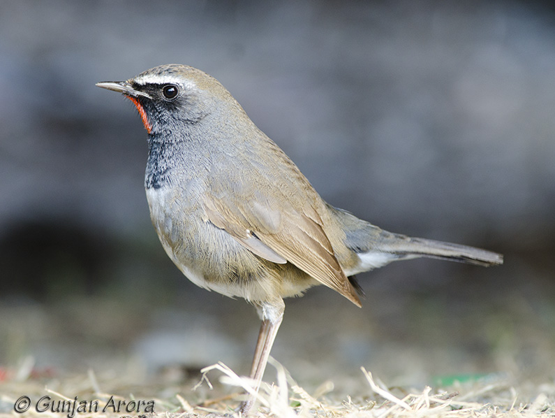 Indian Birds Photography: February 2013