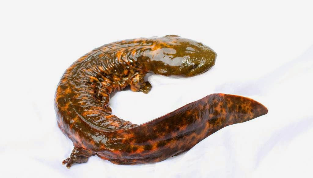 The Hellbender: Giant Salamander of the United States | The Ark In Space