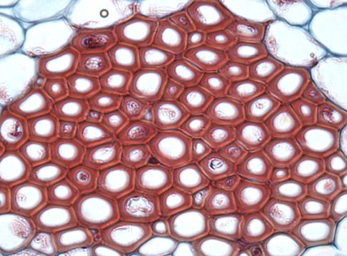 Jaringan Meristem dan Fungsinya