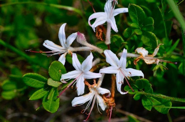 SAPS-NCGA: Recap of our Reed Branch Wet Meadow Preserve and Eller Seeps ...