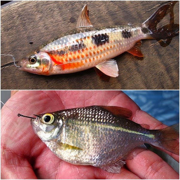 ANGLING WORLD 魔魚釣界: The Exotic Amazon Game Fish - Aimara