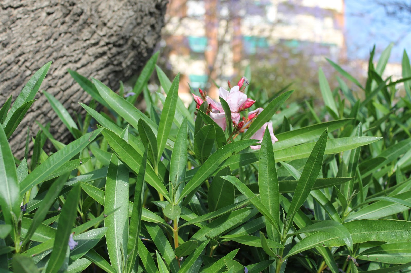 Crea tu Jardín: ADELFA