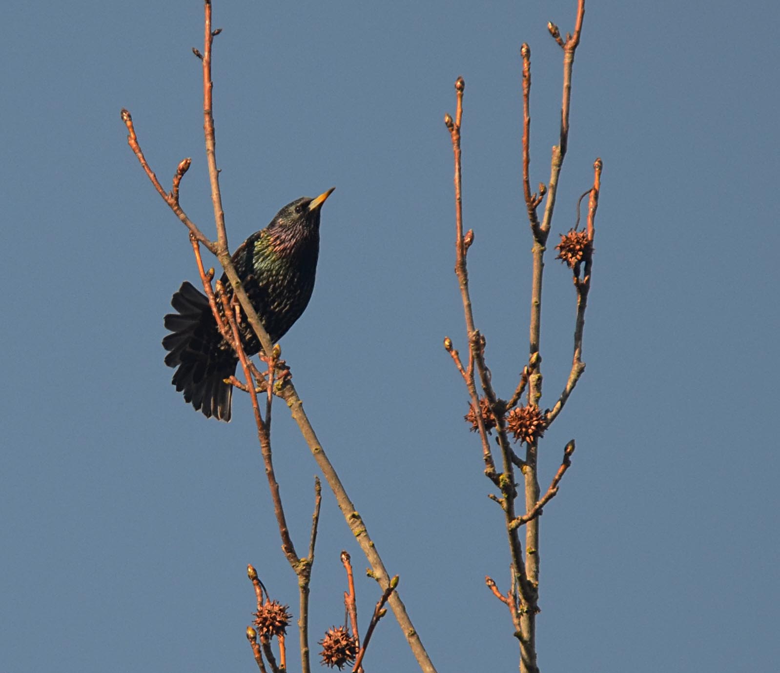 Oregon Backyard Birds, etc.: A Sunny, Blue Sky