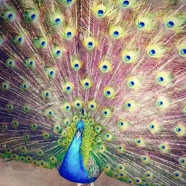 Andalusia, Home of Flannery O'Connor: The Late Great Manley Pointer ...