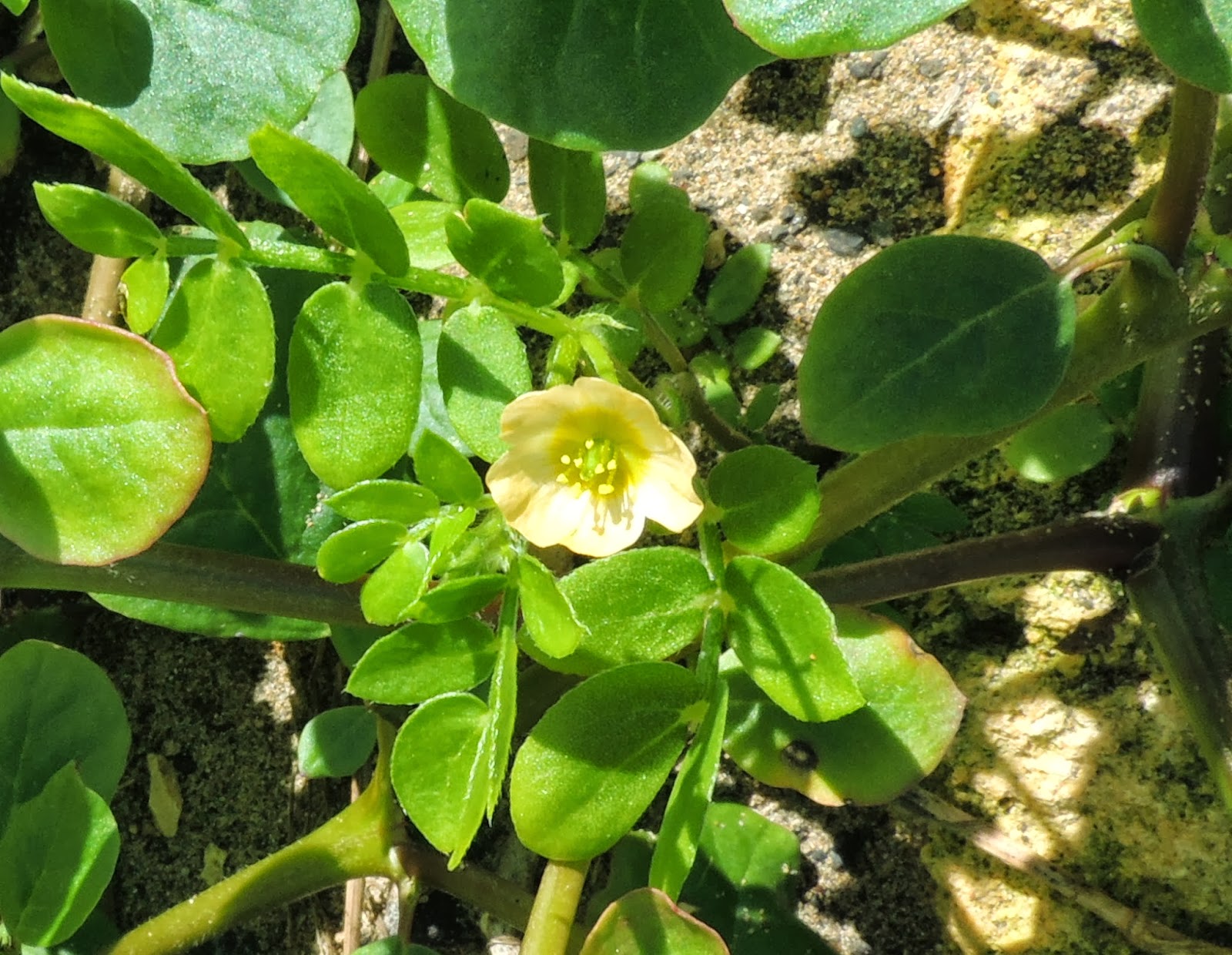 INVENTARIO DE ESPECIES EN EL SECTOR EL PASTILLO ISABELA, PUERTO RICO ...