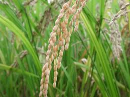 World rices: African rice: Oryza glaberrima